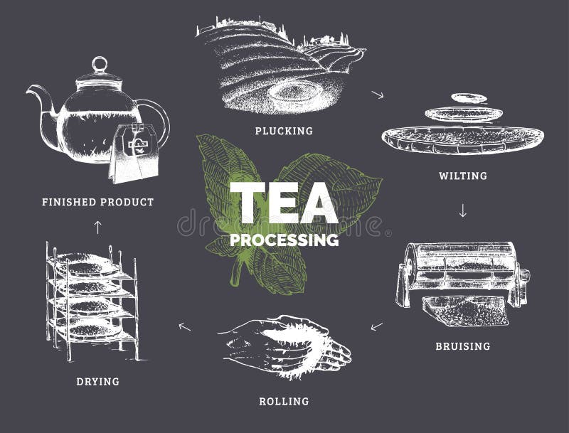 Tea Processing Stock Illustrations – 234 Tea Processing Stock ...