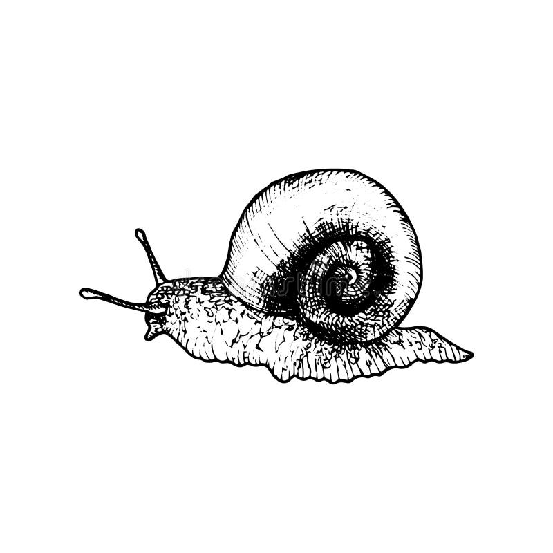 Vector ink drawing snail stock vector. Illustration of creature - 202562108