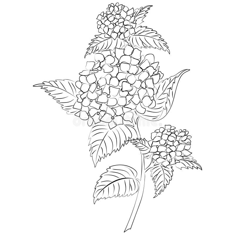 Vector Ink Sketch Hydrangea Flower Stock Vector - Illustration of ...