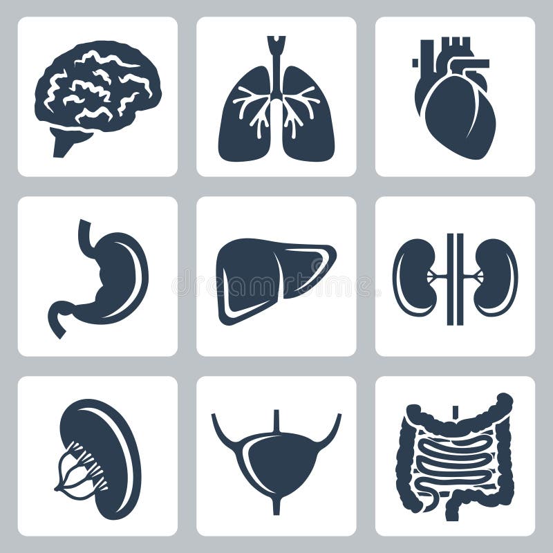 Vector Icon Set of Human Internal Organs in Flat Style Stock Vector ...