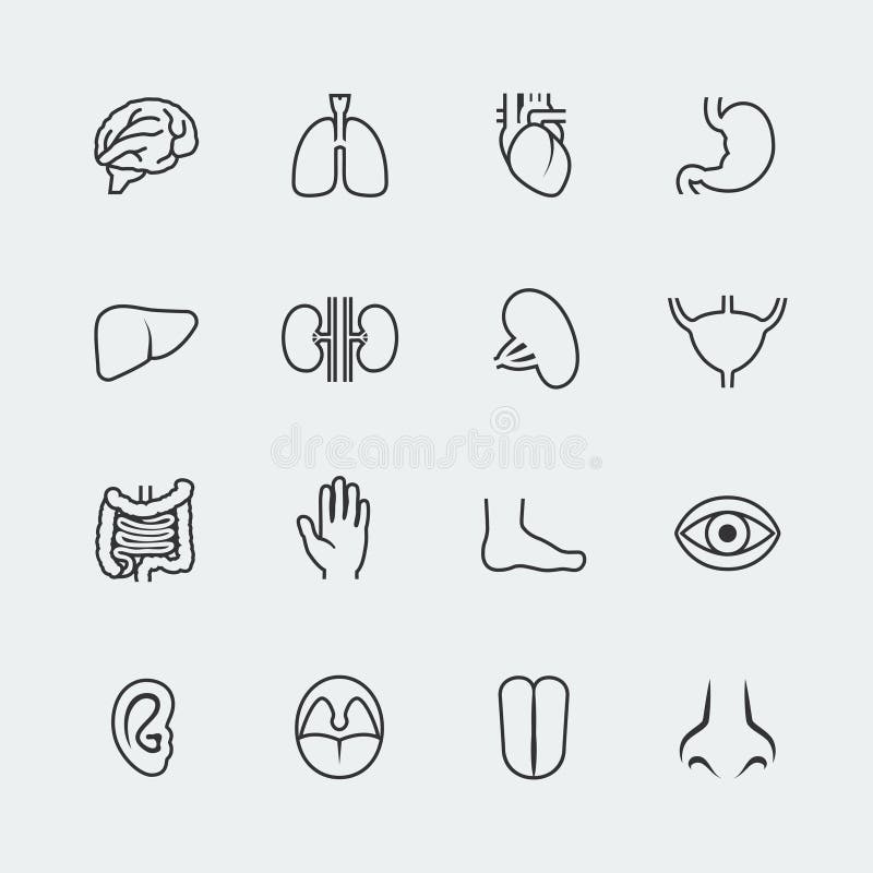 Human Anatomy Body Parts Detailed Icons Set. Stock Vector ...