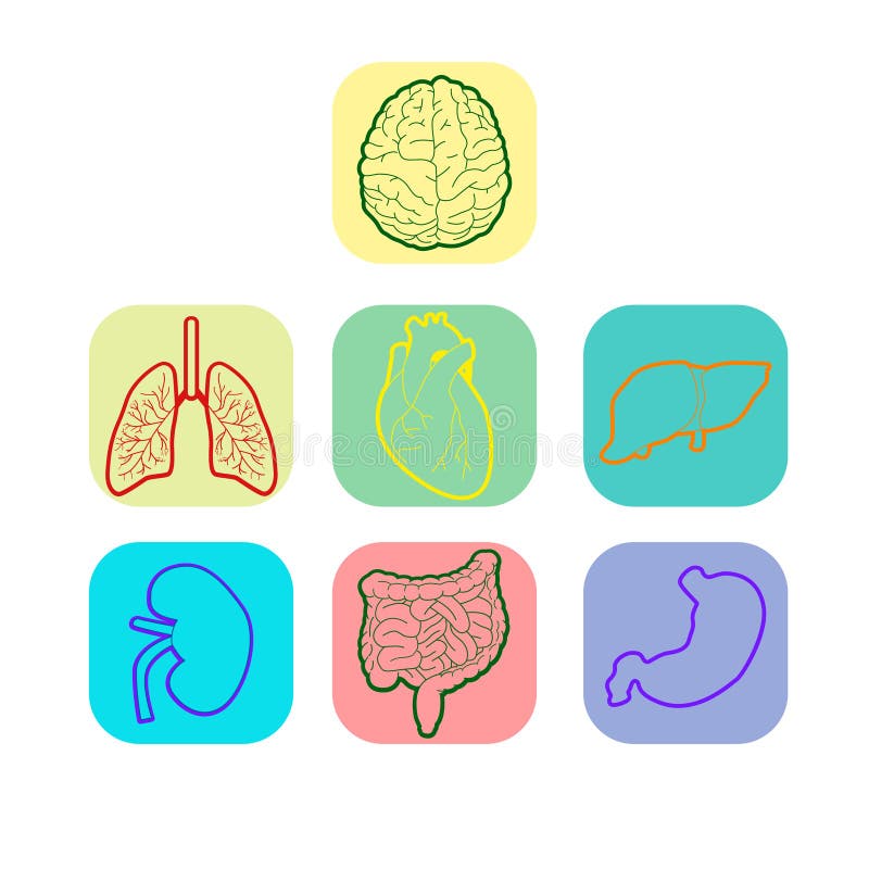 Vector internal organs set stock vector. Illustration of ...