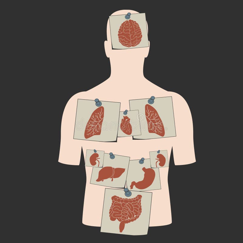 Human Internal Organs Vector Flat Heart Arkistovektori