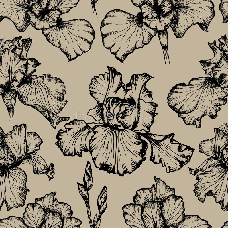 Vector Iris Flower. a Linear Drawing of an Iris Flower on a Long Stem ...