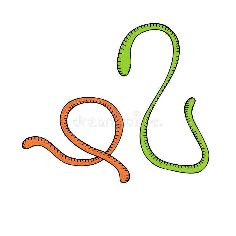 Spirochetes Vector Stock Illustrations – 156 Spirochetes Vector Stock ...