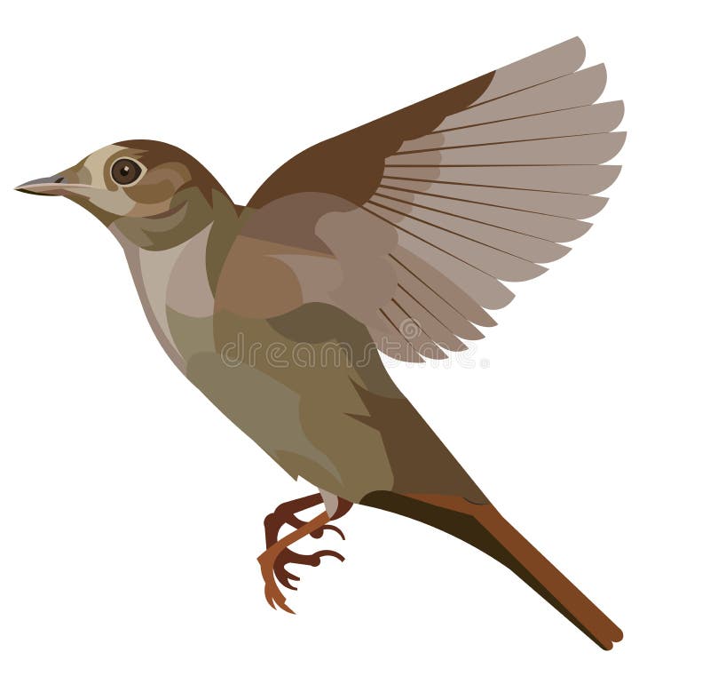 Singing Nightingale Stock Illustrations – 167 Singing Nightingale Stock ...