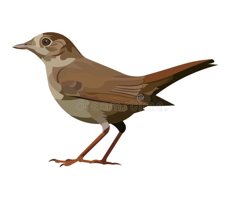 Singing Nightingale Stock Illustrations – 234 Singing Nightingale Stock ...