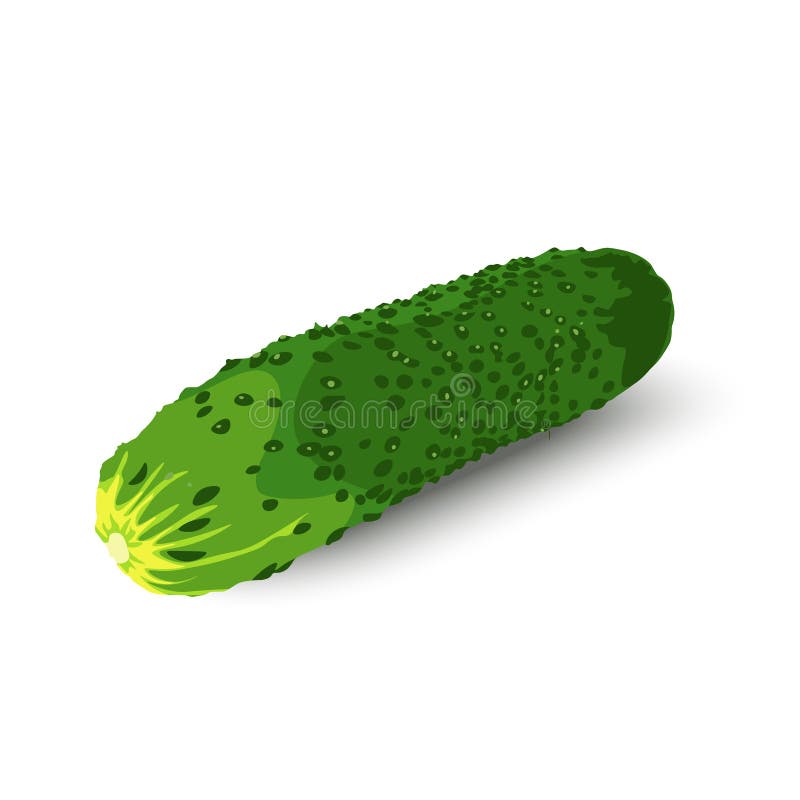 Vector Isolated Fresh Green Cucumber Stock Vector - Illustration of ...