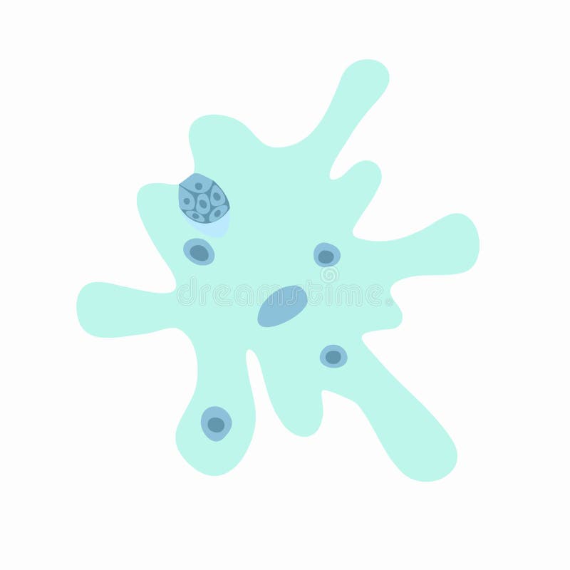 Vector Isolated Illustration of Amoeba Proteus on a White Background ...