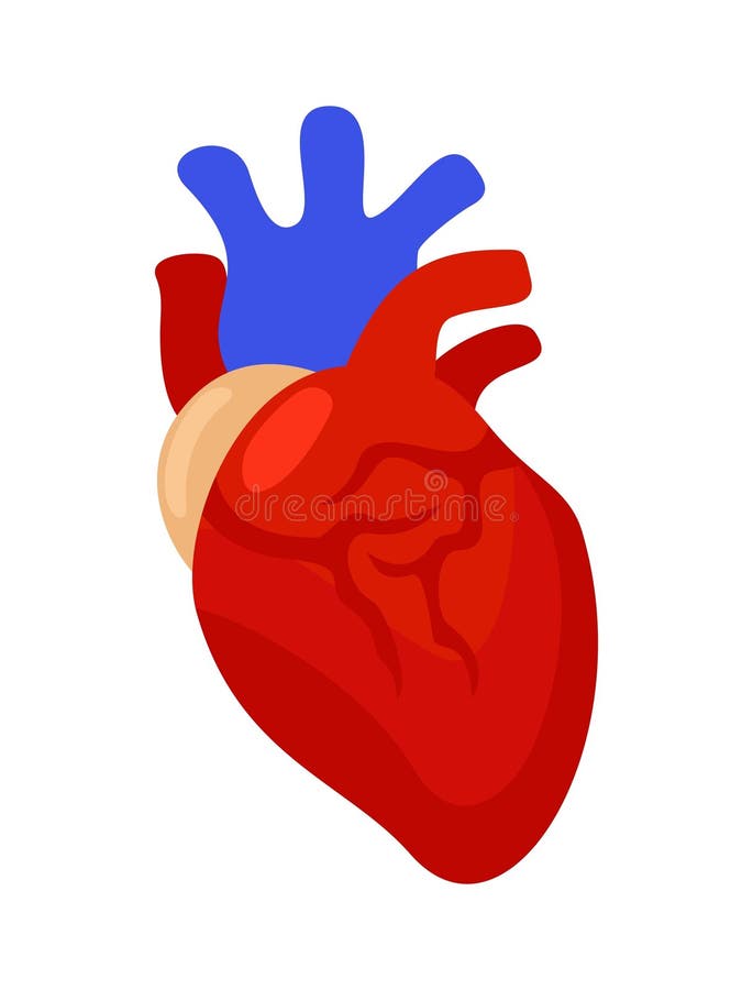 Vector Isolated Illustration of Anatomical Heart Stock Vector ...