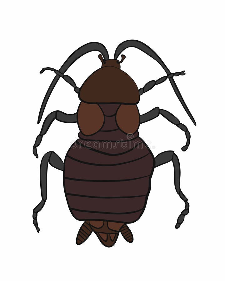Vector Isolated Illustration of a Black Cockroach on a White Background ...