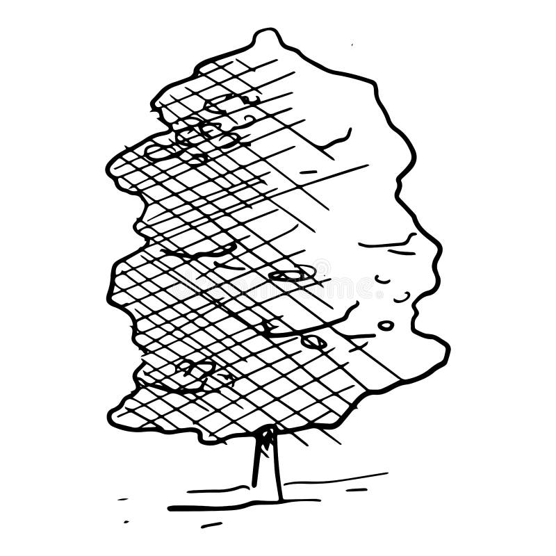 Vector Isolated Illustration of a Black and White Sketch of a Tree with Foliage. Stock Vector ...