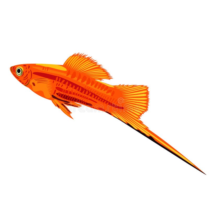 Vector Isolated Illustration of Bright Red Swordtail Stock Vector ... Vector Isolated Illustration of Bright Red Swordtail Stock Vector ...