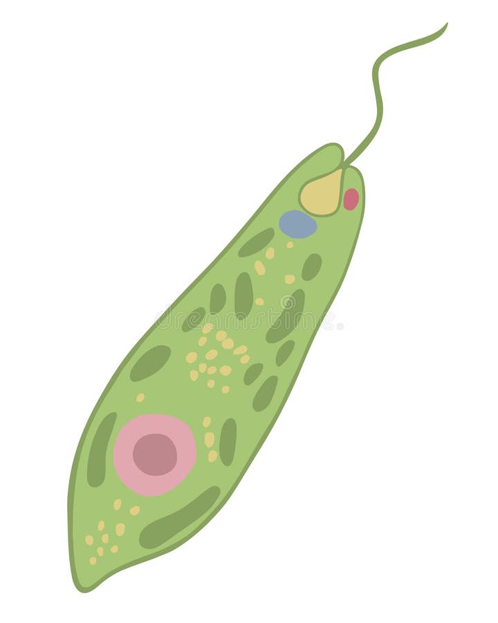 Euglena Green. Anatomy of Unicellular Organisms Stock Vector ...