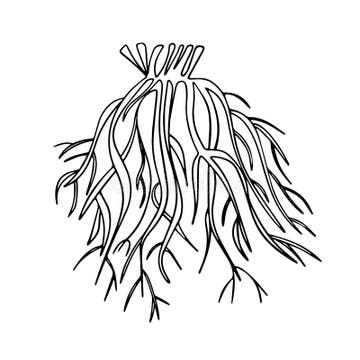 Tap Root Stock Illustrations – 128 Tap Root Stock Illustrations ...