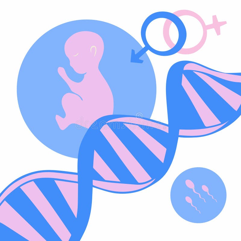 Vector Isolated Illustration of Genetic Study of the Embryo. Paternity ...