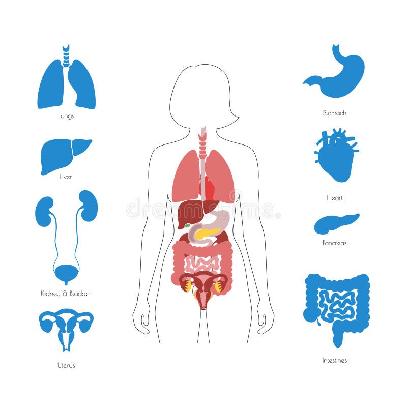 Human Internal Organs Vector Stock Vector - Illustration of care ... Human Internal Organs Vector Stock Vector - Illustration of care ...