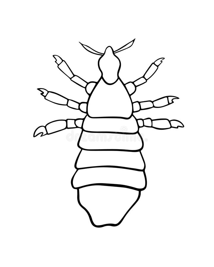 Vector Isolated Illustration of Louse. Human Louse Stock Vector ...