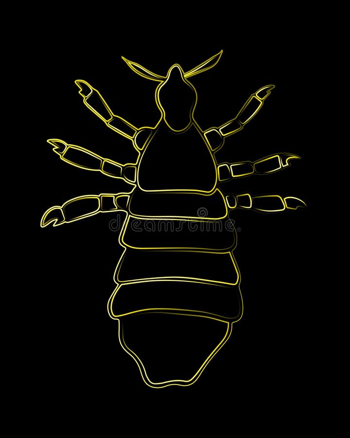 Vector Isolated Illustration of Louse. Stock Vector - Illustration of ...