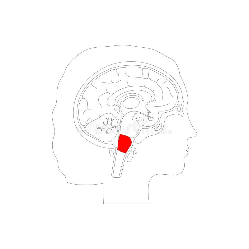 Vector Illustration Of Medulla Oblongata Stock Vector Illustration Of Mind Nervous 161378322