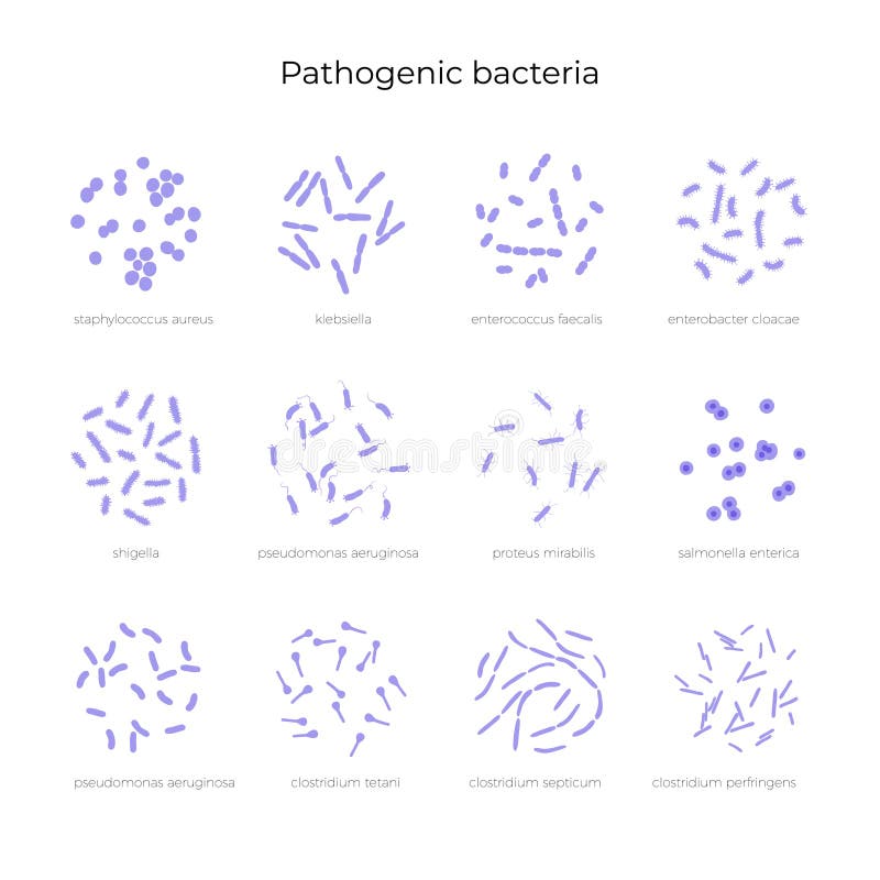 Vector Illustration of Pathogenic Bacteria Stock Vector - Illustration ...
