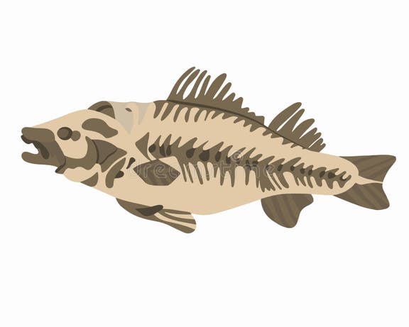 Vector Isolated Illustration of a Perch Skeleton Stock Vector ...