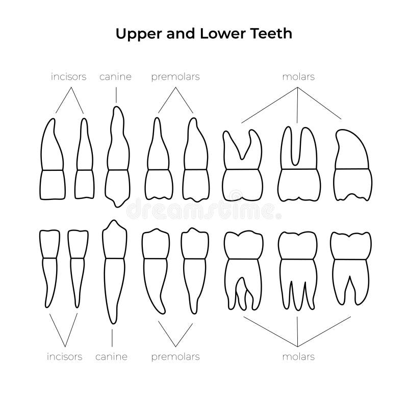 Vector Isolated Illustration of Tooth Stock Vector - Illustration of ...