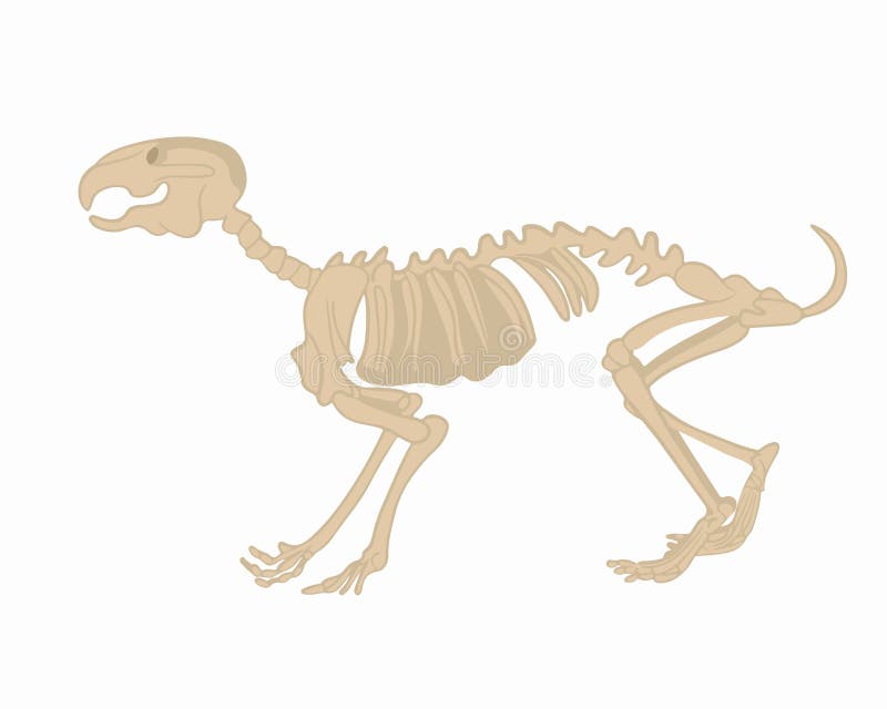 Fox Skeleton Diagram