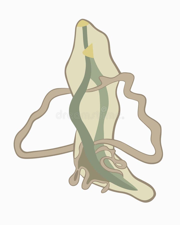 Nematode Structure Stock Illustrations – 110 Nematode Structure Stock ...