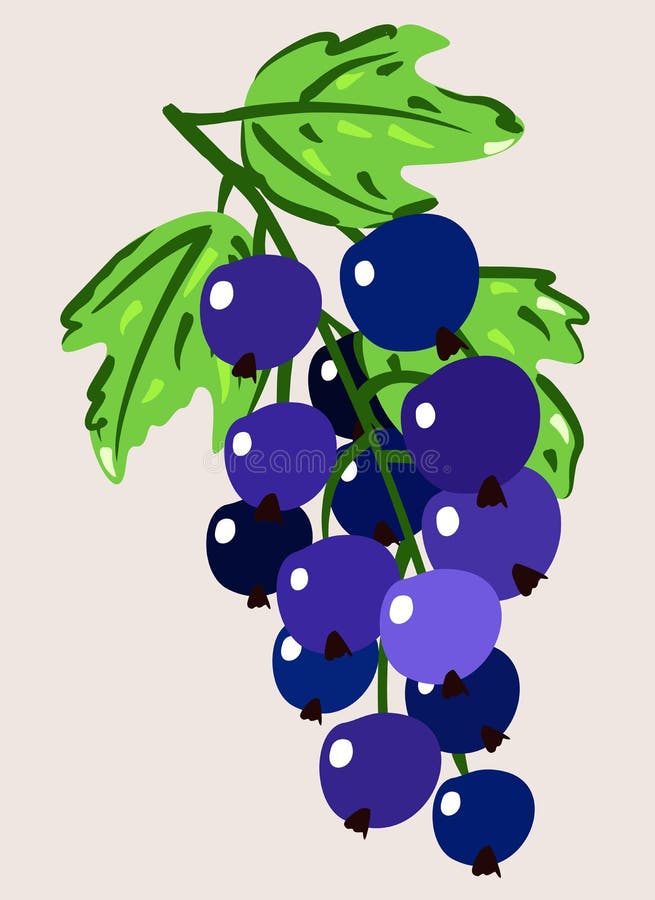 Blackcurrant Juice Stock Illustrations – 702 Blackcurrant Juice Stock ...