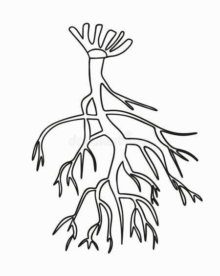 Vector Isolated Illustration of Tap Root System Stock Vector ...