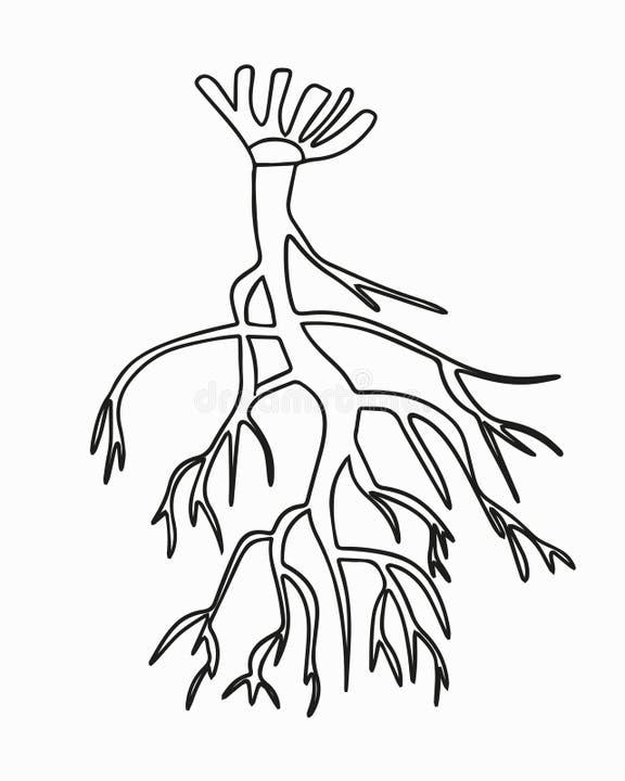 Tap Root Stock Illustrations – 182 Tap Root Stock Illustrations ...