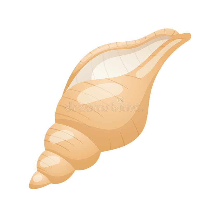 Realistic Seashell Stock Illustrations – 2,626 Realistic Seashell Stock ...
