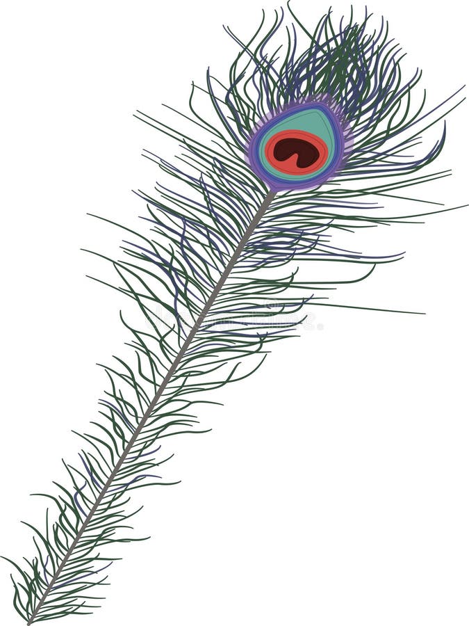 Vector Isolated Peacock Feather Stock Vector Illustration Of