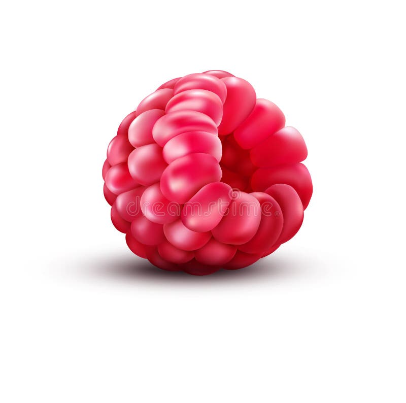 Raspberry Berry Isolated on White Background. Element for Design. Flyer ...