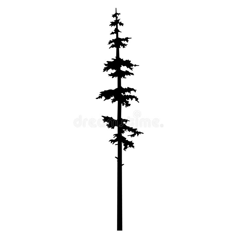 Coniferous Forest Silhouette Template Stock Illustrations – 1,346 ...