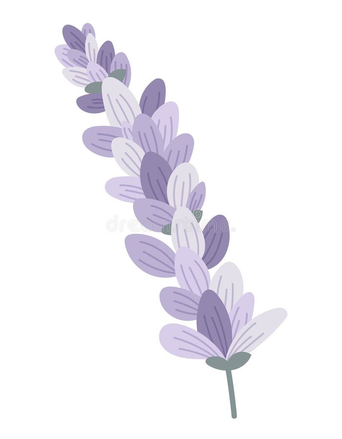 Vector Isolated Sprig of Lavender or Lilac with Petals in Flat Style ...