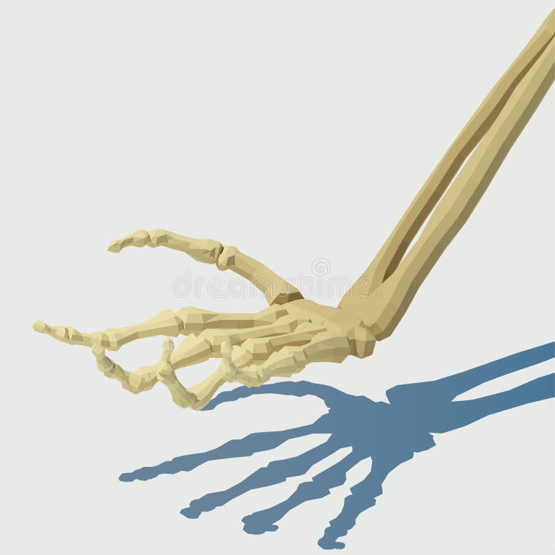 Low Poly Skeleton of Human Hand Isolated on White Background. 3D Stock ...