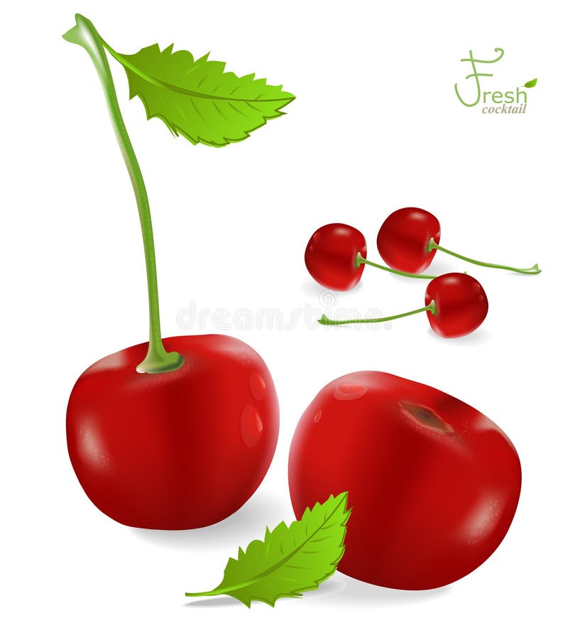 Vector Kersen Op Een Witte Achtergrond Vector Illustratie ...