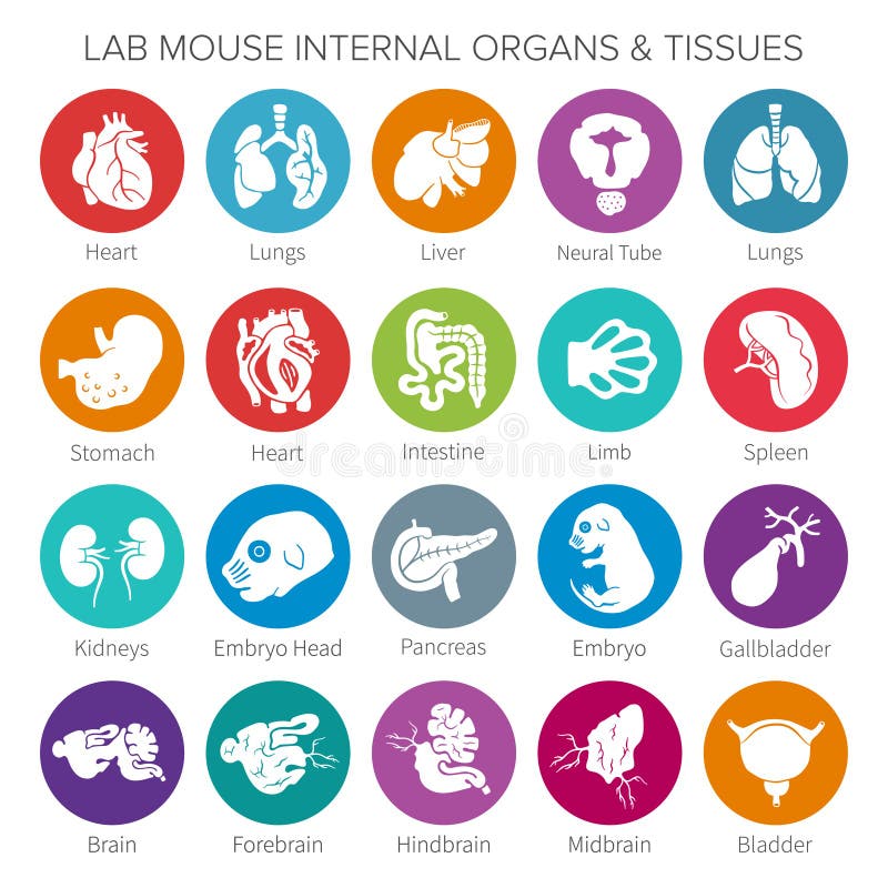 Vector Lab Mouse Internal Organs and Tissues Icon Set Stock Vector ...