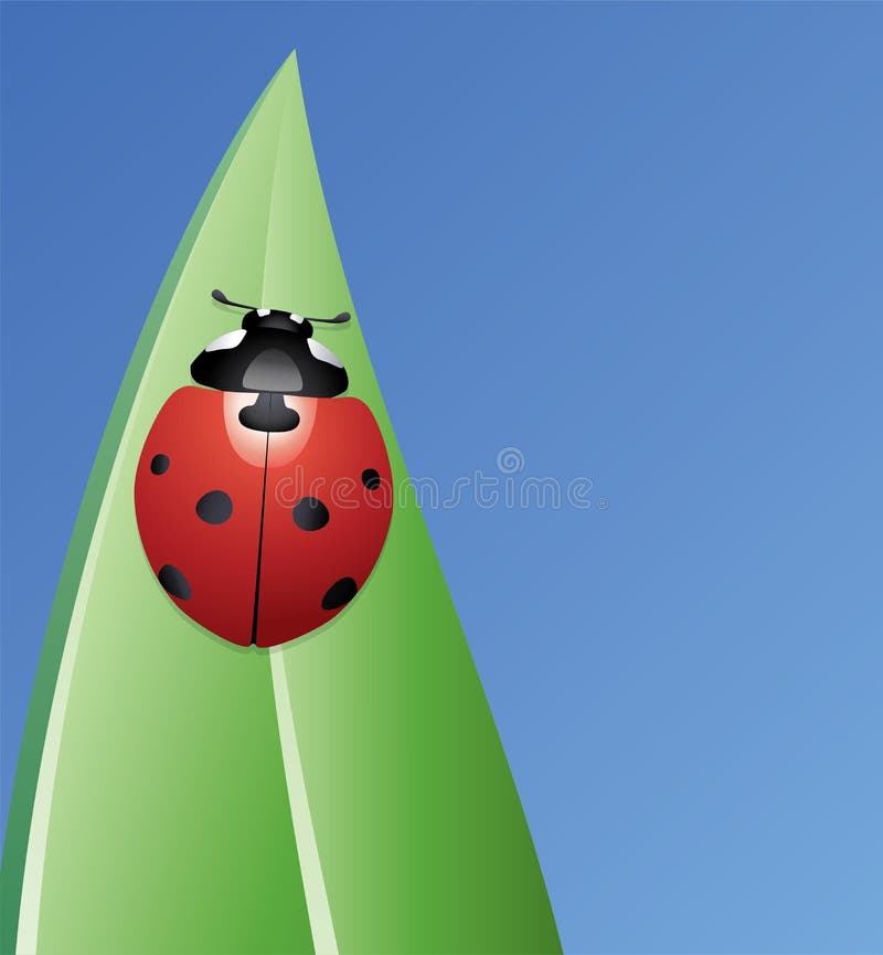 Vector ladybird on a leaf stock vector. Illustration of detail - 23003767