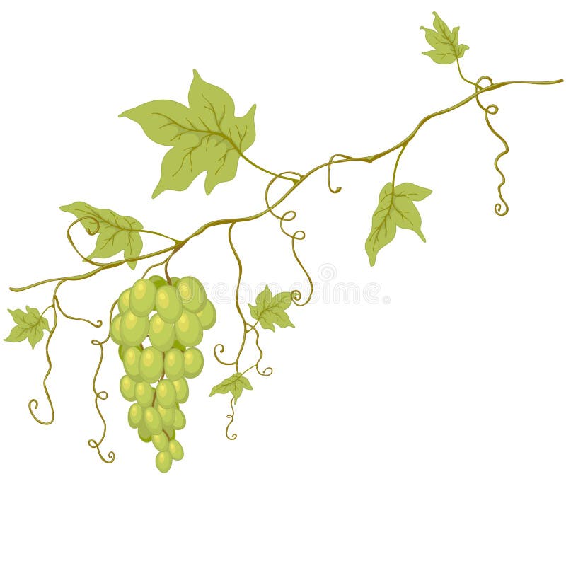 Vector las uvas verdes. ilustración del vector. Ilustración de curva ...
