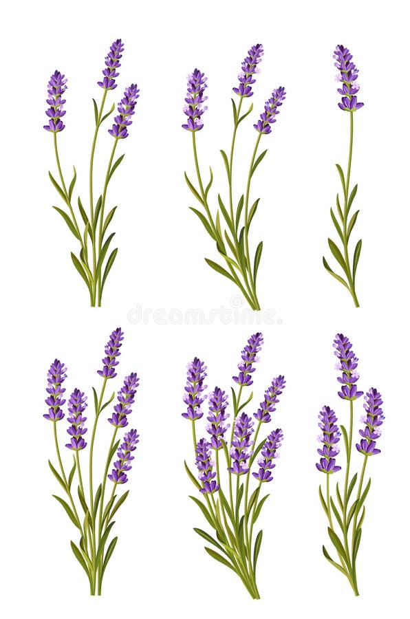 Vector lavender background stock vector. Illustration of lavender ...