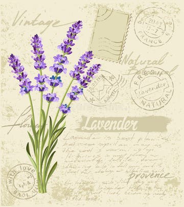 Vintage Lavender Set Stock Illustrations – 9,723 Vintage Lavender Set ...