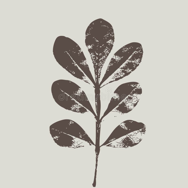 Indian Herbal / Medicinal Leaf - Neem Vector Stock Vector ...