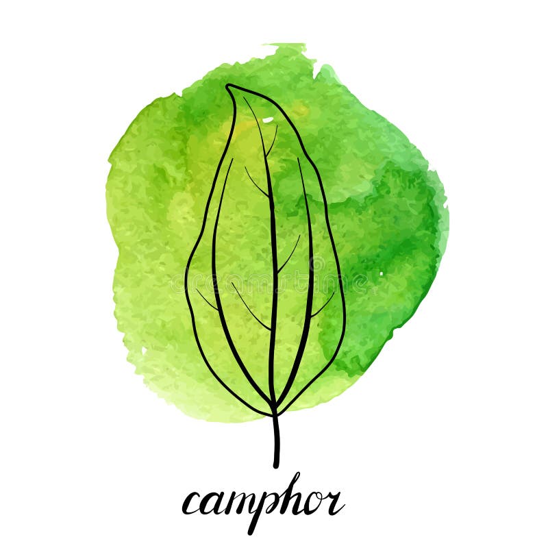 Camphor Tree, Isolated Logo Icon. White Silhouette Stock Illustration ...