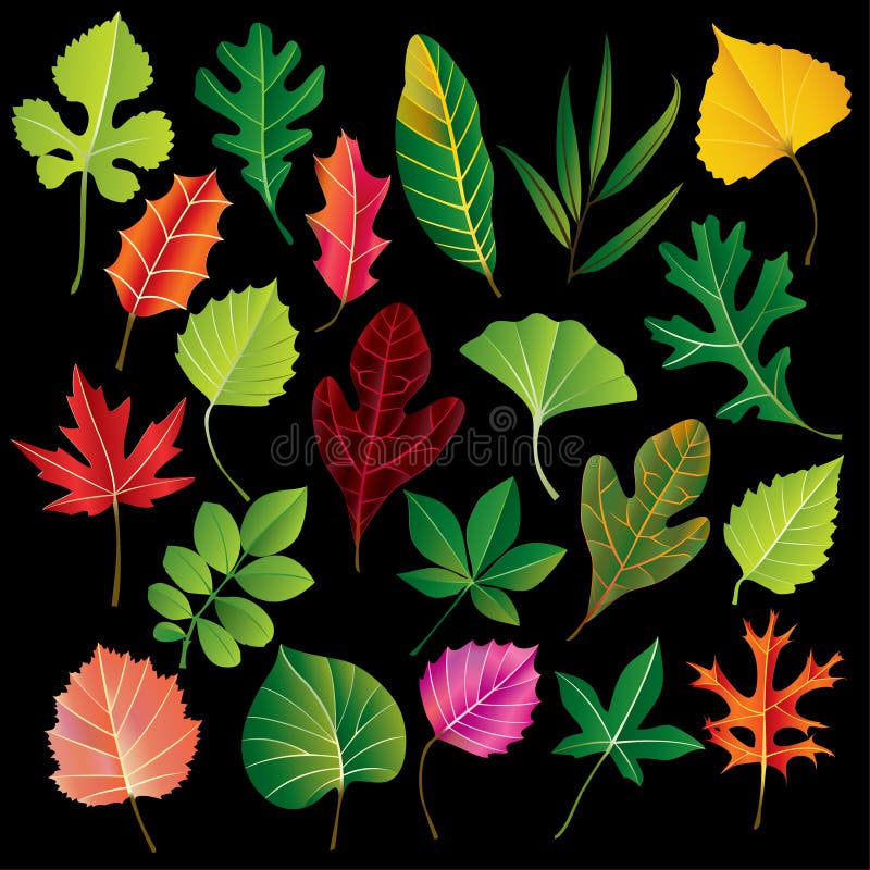 Vector Leaf Collection stock vector. Illustration of element - 9372879