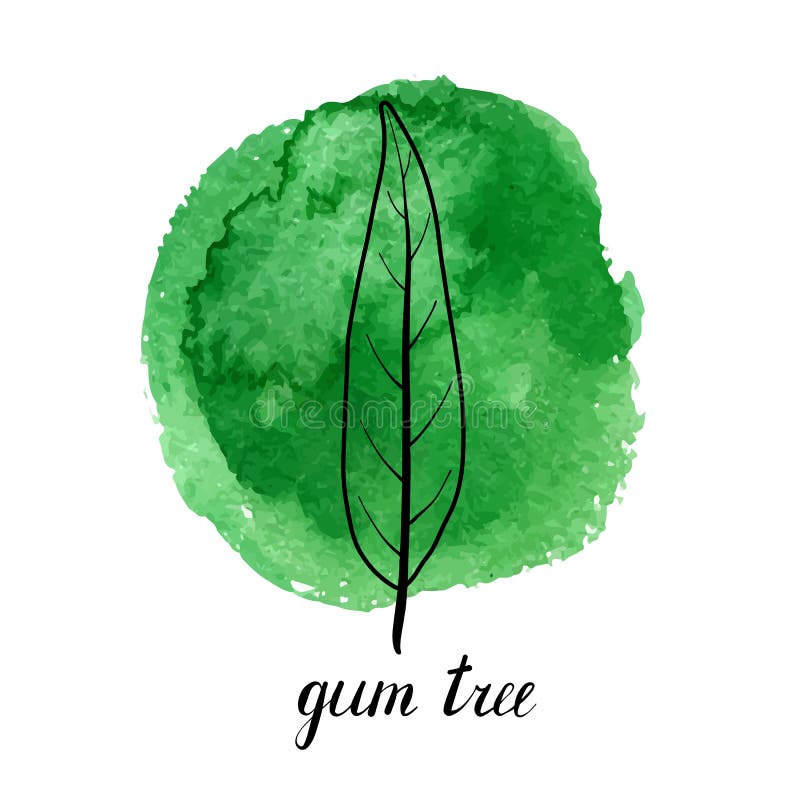 Gum Leaf stock vector. Illustration of leaves, australian - 5143172