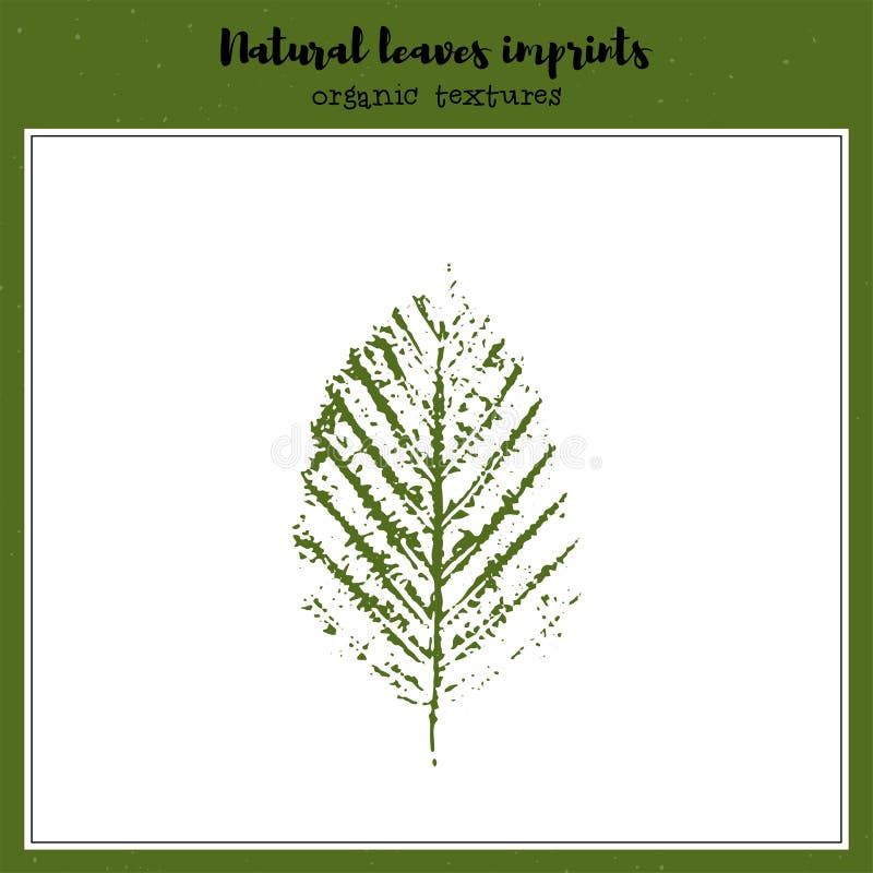 Vector leaf imprint stock vector. Illustration of floral - 134881977