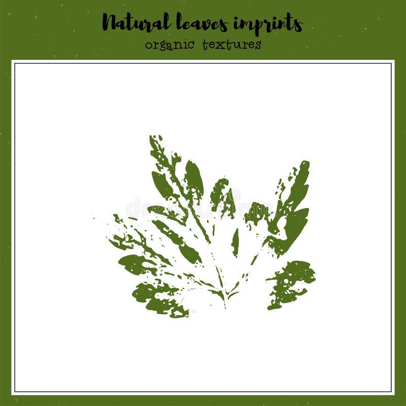 Vector leaf imprint stock vector. Illustration of isolated - 134881983